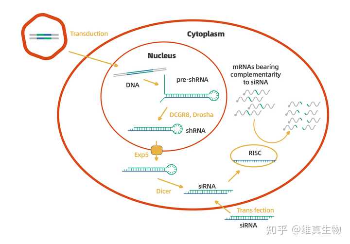 RNA干扰中siRNA和shRNA有区别吗？ - 知乎