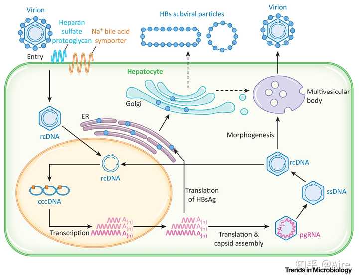 除了HIV还有有哪些病毒是逆转录病毒？ - 知乎