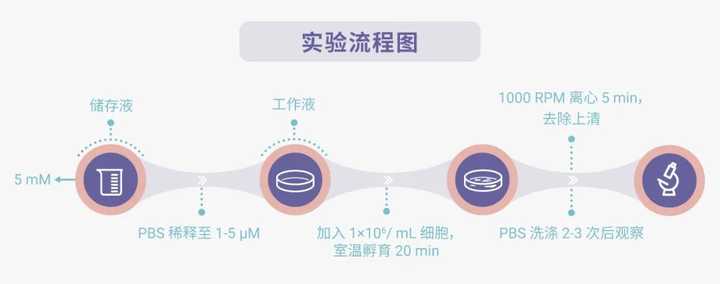 DiI、DiO、DiD、DiR 这些亲脂性细胞膜染料分别用于什么实验？ - 知乎