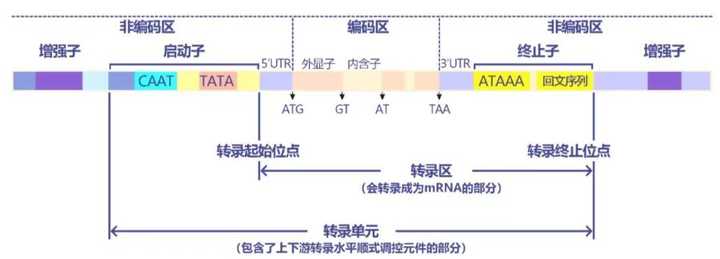 启动子是否包括转录起始位点？ - 知乎
