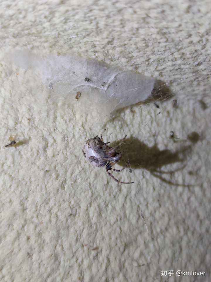 在家养白额高脚蛛吃蟑螂靠谱吗? - 知乎