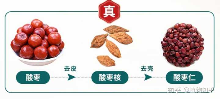 酸枣仁有哪些功效和作用? 知乎