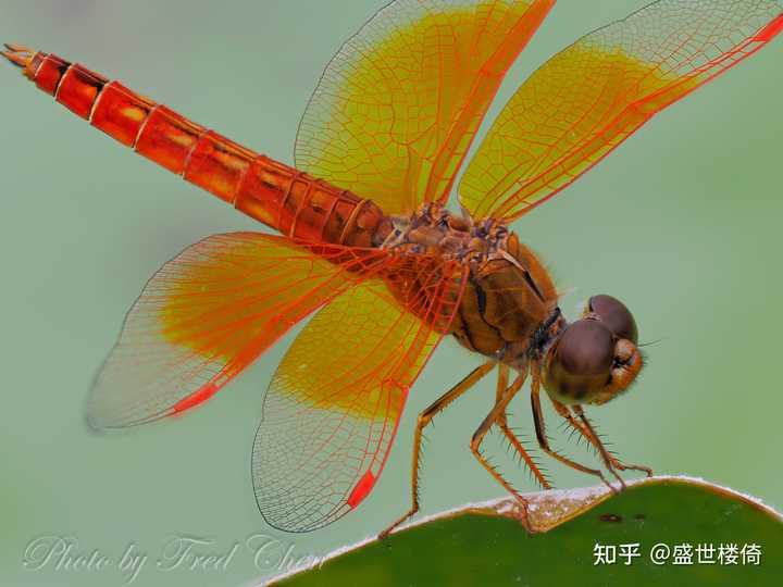 2023 m43打鸟如何选择? - 知乎