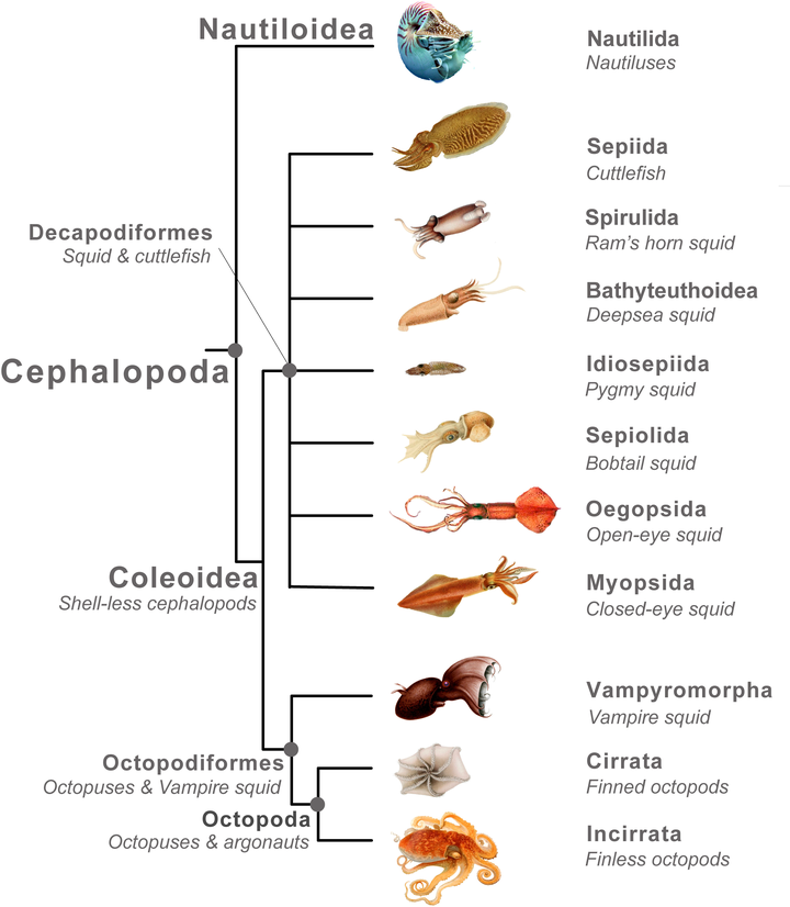 乌贼为什么会喷墨汁？ - 知乎