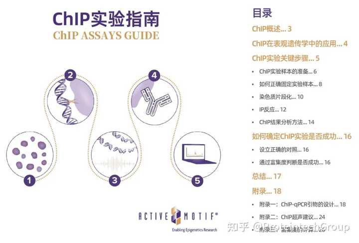 能讲解一下ChIP qPCR实验的详细步骤吗? - 知乎