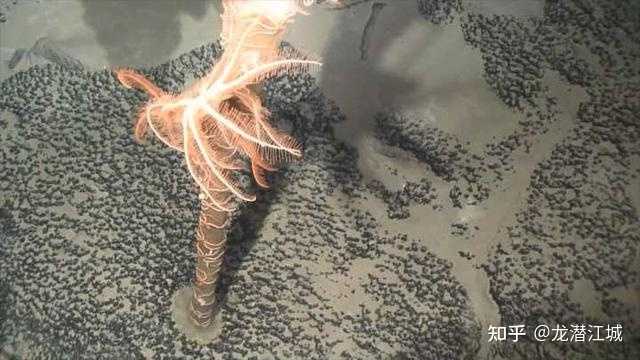 90 后女博士给新物种命名「派大星」，这是一种怎样的生物？物种命名一般有什么讲究？ - 知乎