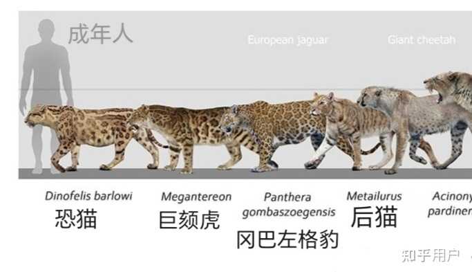 剑齿虎和剑齿猫分别是什么物种，又有什么区别? - 知乎