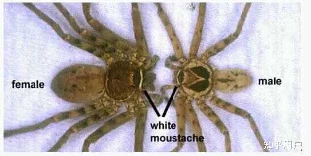 在家养白额高脚蛛吃蟑螂靠谱吗? - 知乎