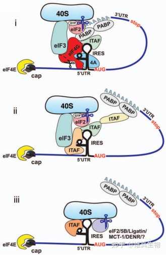 如何实现多基因共表达？ - 知乎