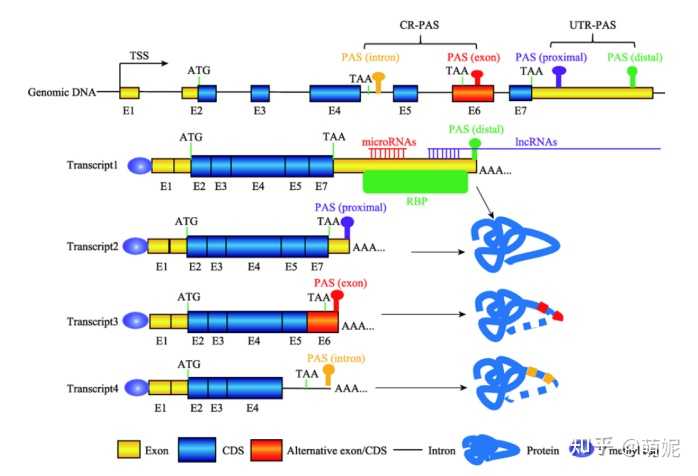 mRNA的3’polyA是什么？ - 知乎