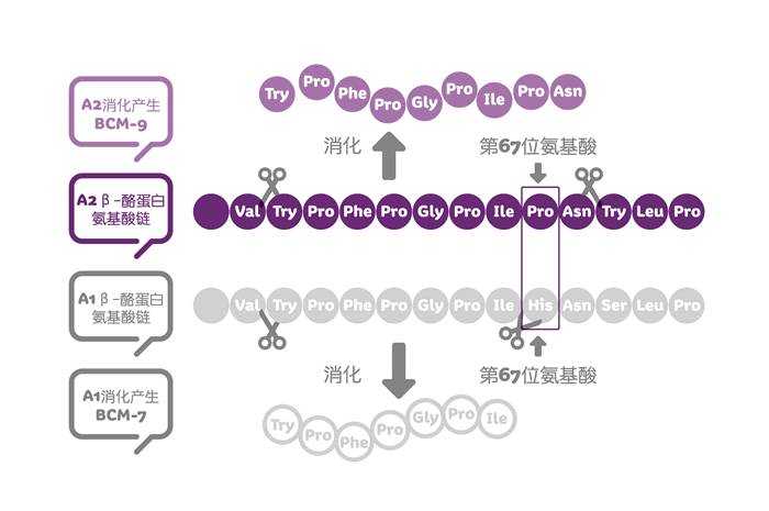 A2蛋白质到底区别在哪里？ - 知乎