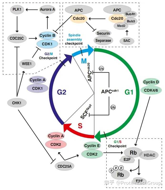 细胞周期中有哪些主要检验点? - 知乎