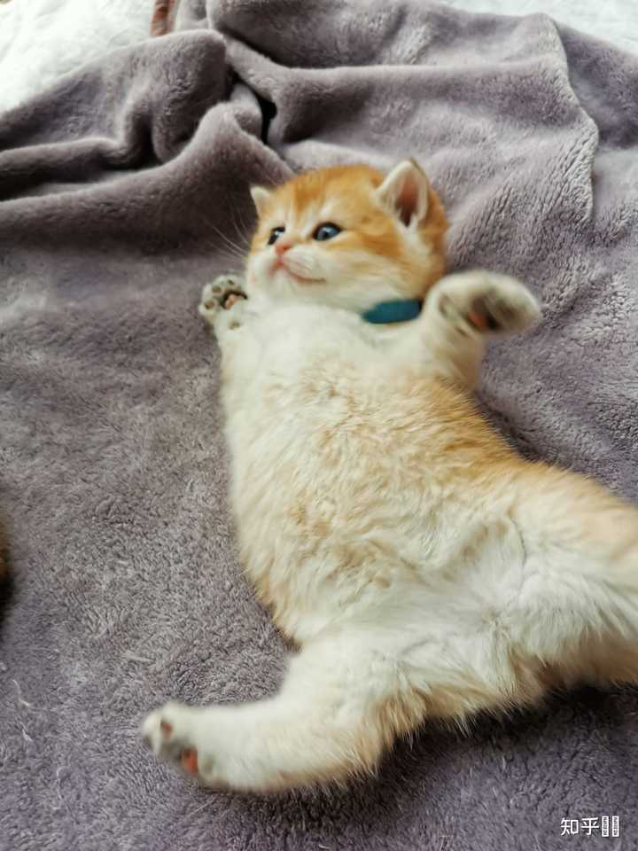 新手如何鉴别金渐层色号NY25、NY11、NY12的区别? - 知乎