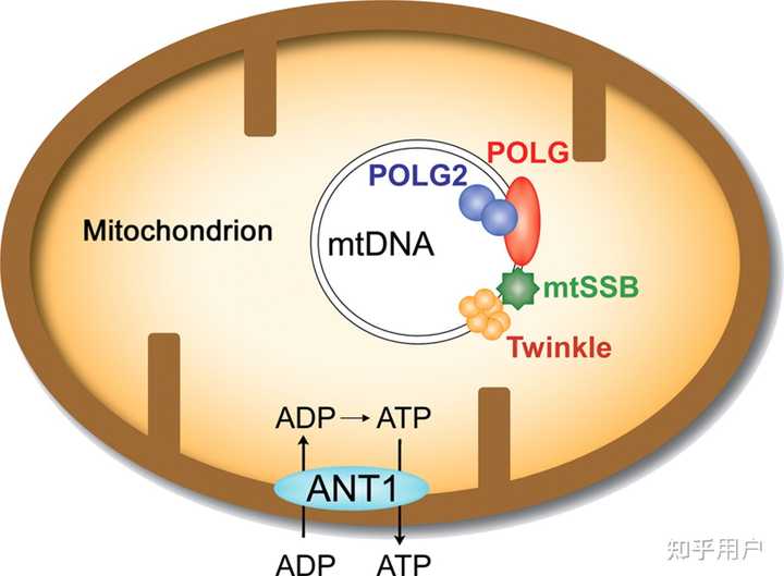 卢森堡王子因罕见 POLG 相关疾病去世，年仅 22 岁，POLG 是一种怎样的病？有哪些治疗方式？ - 知乎