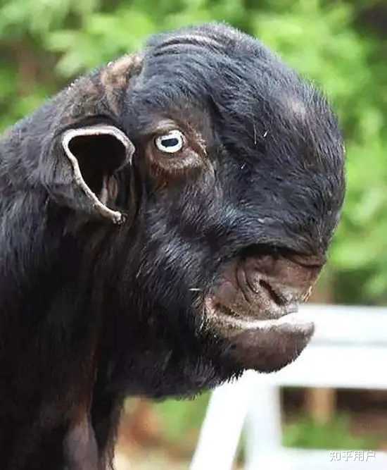 为什么在西方文化中，恶魔经常以山羊的形象出现？ - 知乎