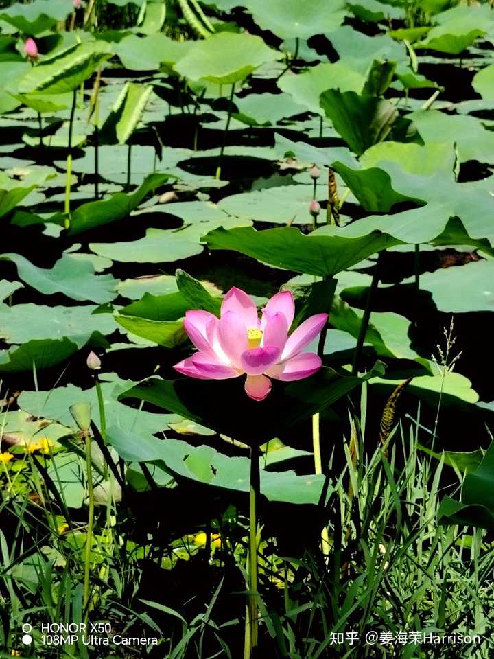 如何看待起售价为 1399 元起的荣耀X50 ？有哪些亮点和不足？ - 知乎