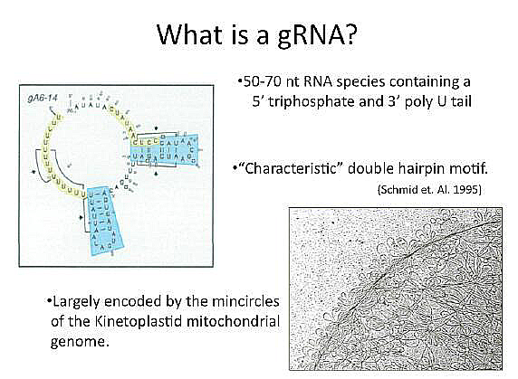 什么是sgRNA？ - 知乎