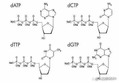 dntp去掉2个磷酸基团后是构成什么的基本单位? - 知乎