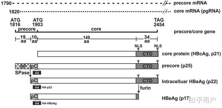 HBeAg对于HBV乙肝病毒自己有什么作用？为什么抗HBeAg的抗体对机体有一定的保护作用？ - 知乎