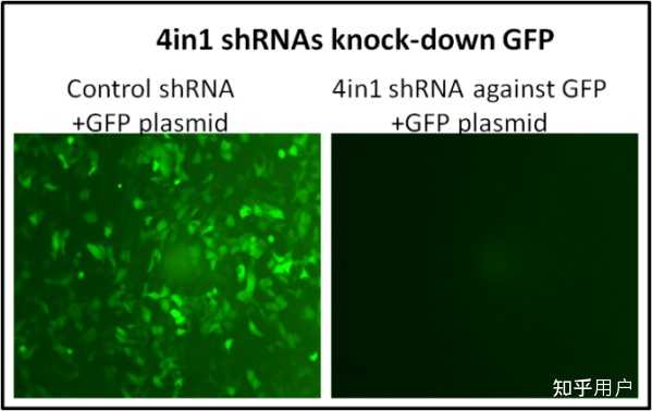 rna 干扰的作用机制是什么样的？ - 知乎