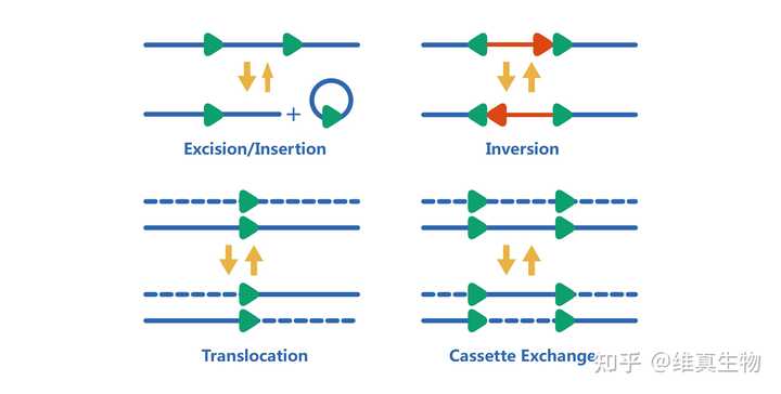 「Cre/loxp」技术是什么？ - 知乎
