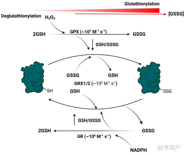 CO为什么抑制红细胞糖酵解? - 知乎