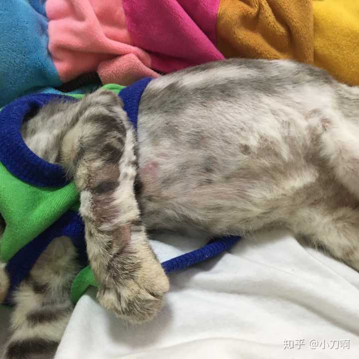 猫舍里一直没卖掉的猫会怎么处理？ - 知乎