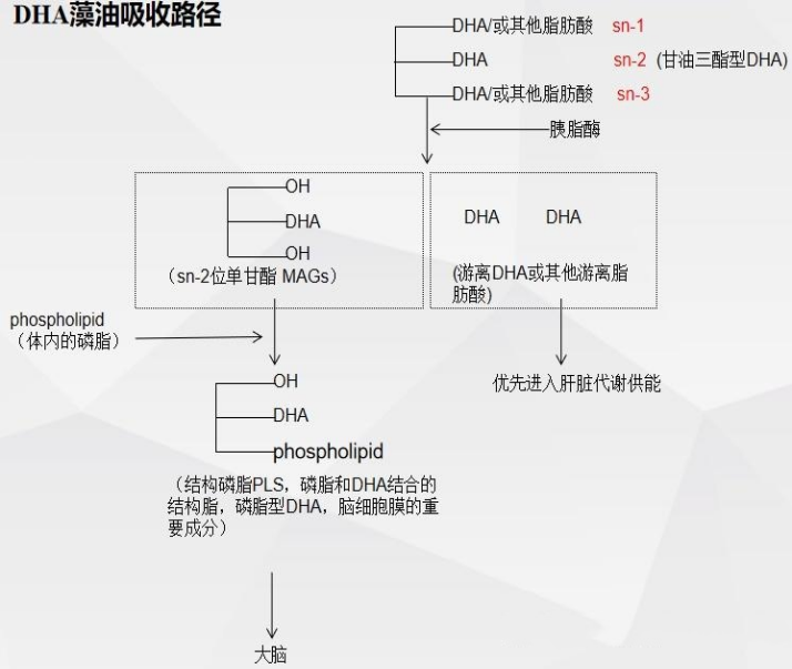Sn-2位DHA与普通DHA藻油相比，有哪些优势？ - 知乎