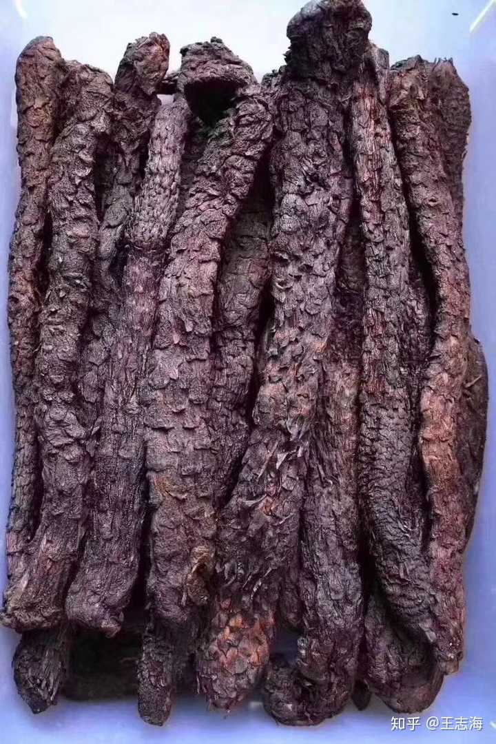 帝辰康咖｜肉苁蓉到底长啥样？ - 知乎