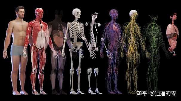 用哪个软件建立的三维人体模型能导入到HFSS或CST里面呢？ - 知乎