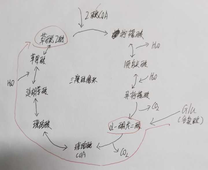 谷氨酸如何转变为葡萄糖 知乎