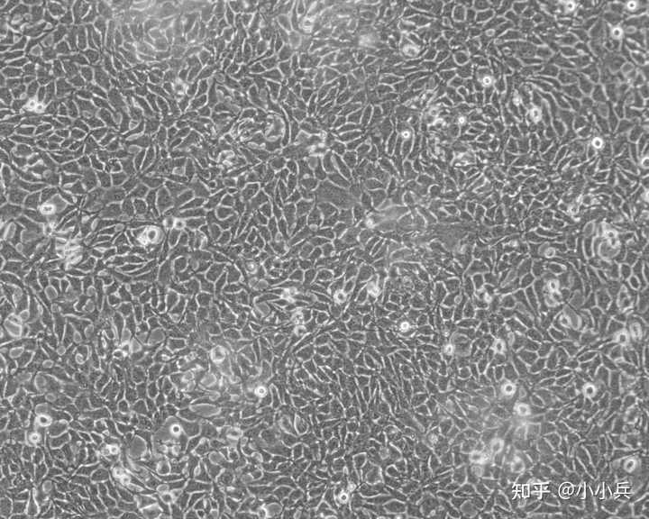 hek293t细胞? - 知乎