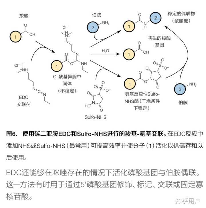 链霉亲和素和纳米材料上的羧基（羧酸）基团偶联反应原理是什么？ - 知乎
