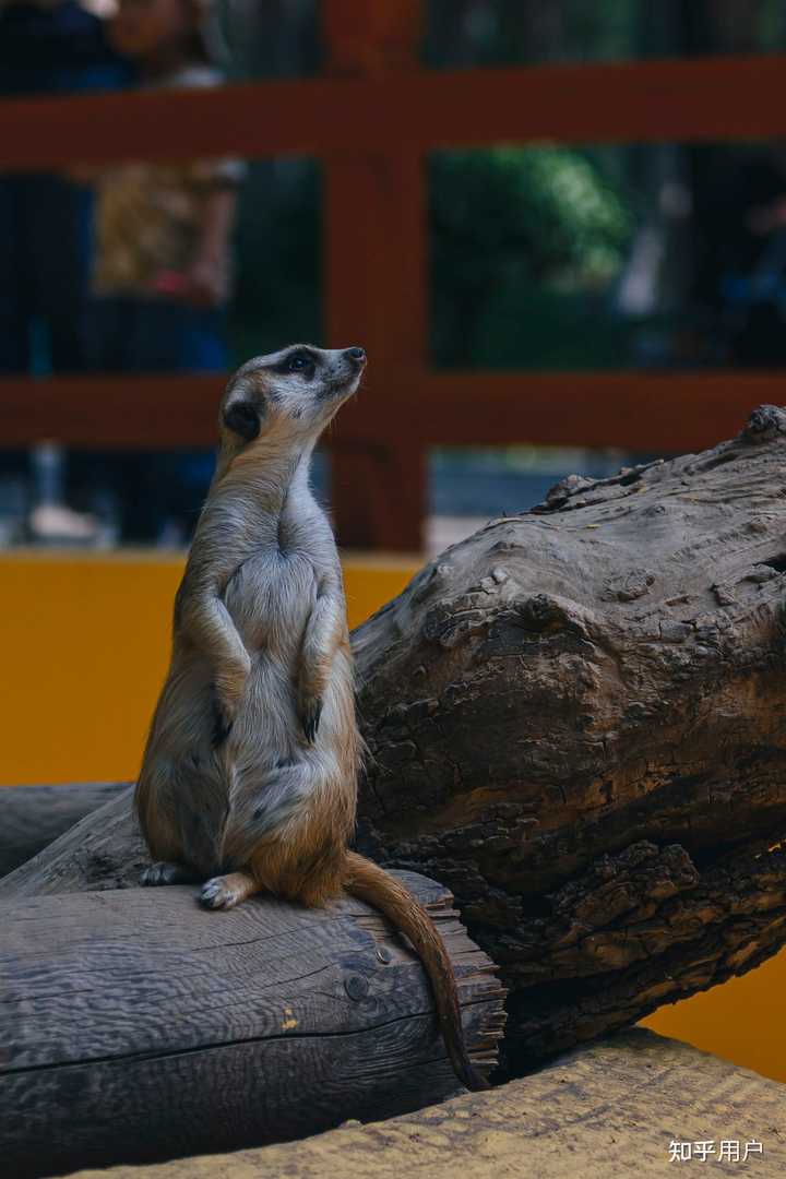 2024年，尼康Z63和尼康Z72应该如何选择？ - 知乎