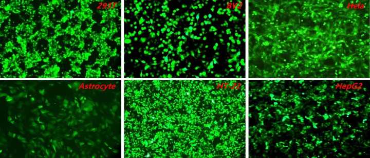如何确定腺病毒感染细胞的病毒用量？ - 知乎