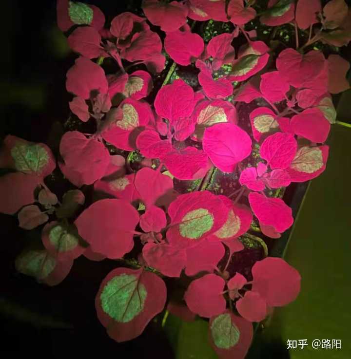 CRISPR载体上Cas9与Puro／GFP之间为什么要插入P2A序列？ - 知乎