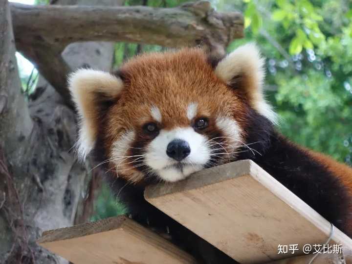 为什么熊猫的古代名字没有流传下来？ - 知乎