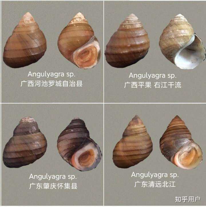 这三种淡水螺分别是什么？ - 知乎