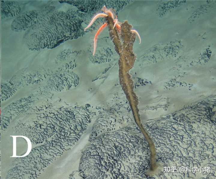 近年都发现过什么新物种？ - 知乎