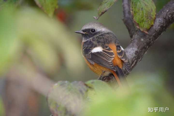 索尼的70350G和腾龙18300哪个更好一些？ - 知乎