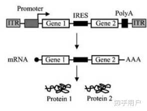 内部核糖体进入位点IRES是什么？有什么作用？ - 知乎