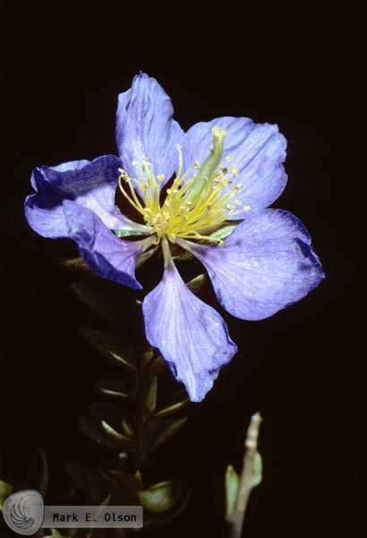 有哪些仅含有单一已描述物种的属以上分类单元？ - 知乎