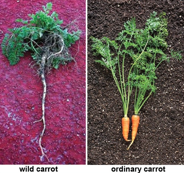 既然是自然选择，为什么动植物们没因为进化变得非常难吃？ - 知乎