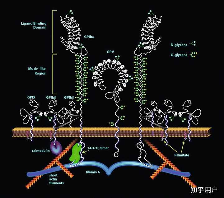 《工作细胞》中血小板拿的GP1B究竟是什么东西？有什么作用？ - 知乎