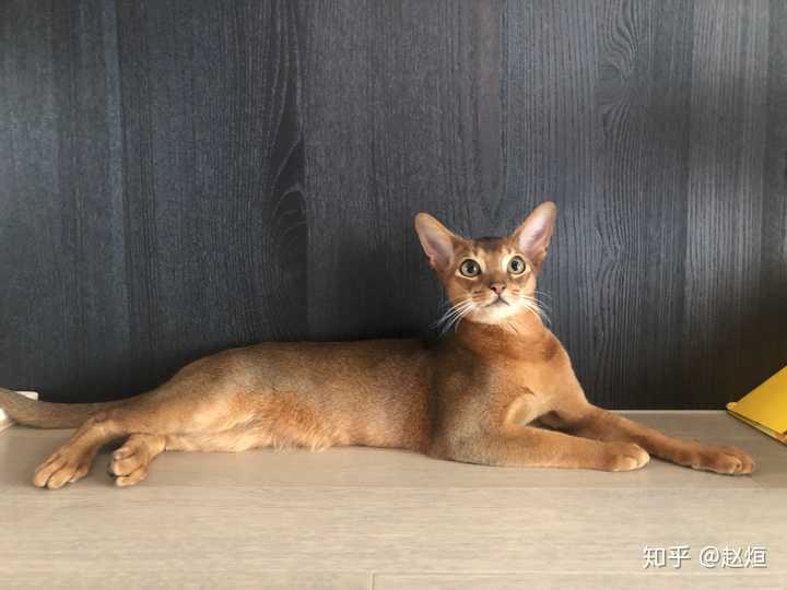 养阿比西尼亚猫（abyssinian）是种什么样的体验？这个品种有什么特点？ - 知乎