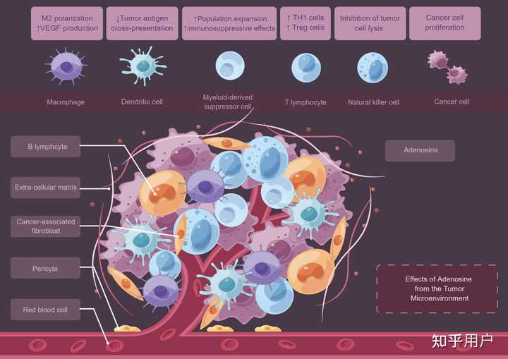 Biorender做完图，截图出来的图能用吗，会不会侵权? - 知乎