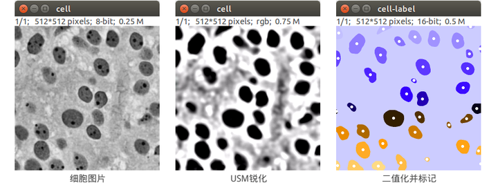 如何利用ImageJ软件测量细胞的面积？ - 知乎