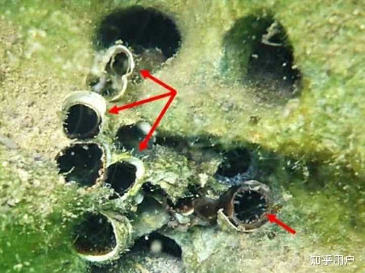 世界上有没有生物人类还没有发现? - 知乎