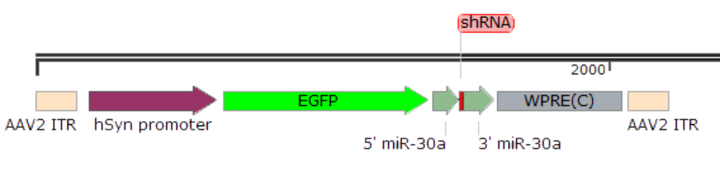 shRNA干扰载体怎么设计？ - 知乎