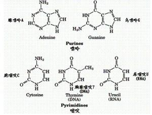ATGCU碱基的化学式？它们之间的氢键是怎么形成的？为什么AT是两根，GC是三根呢？ - 知乎